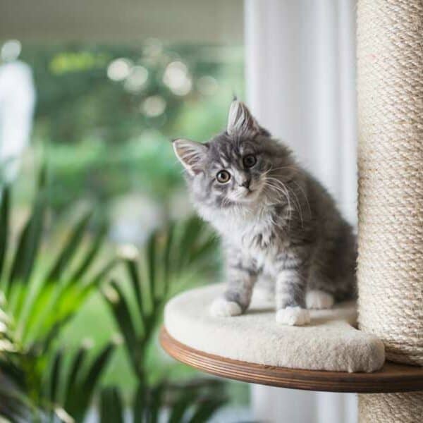 lll Welche Vorteile hat es, jeden Tag mit der Katze zu spielen ...